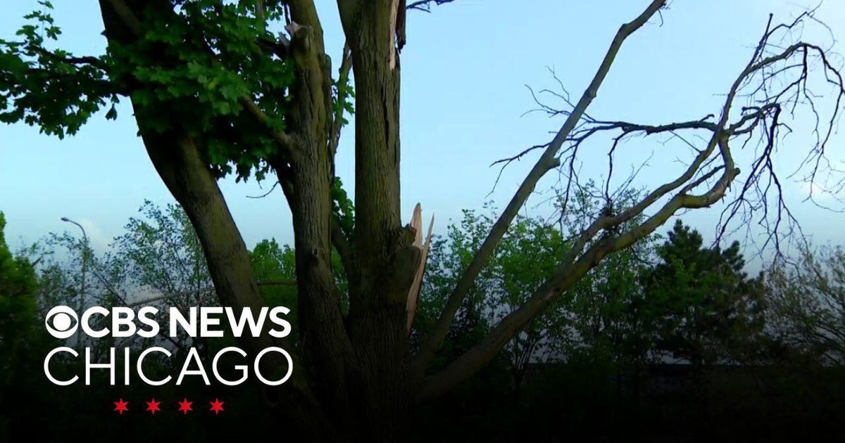 Chicago family frustrated that dead tree still not removed after 4 ...