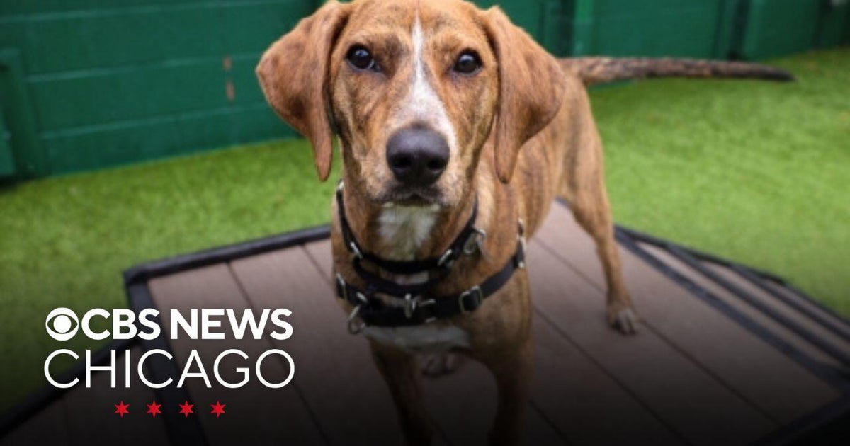 Meet Pitt, PAWS Chicago's Pet of the Week - CBS Chicago