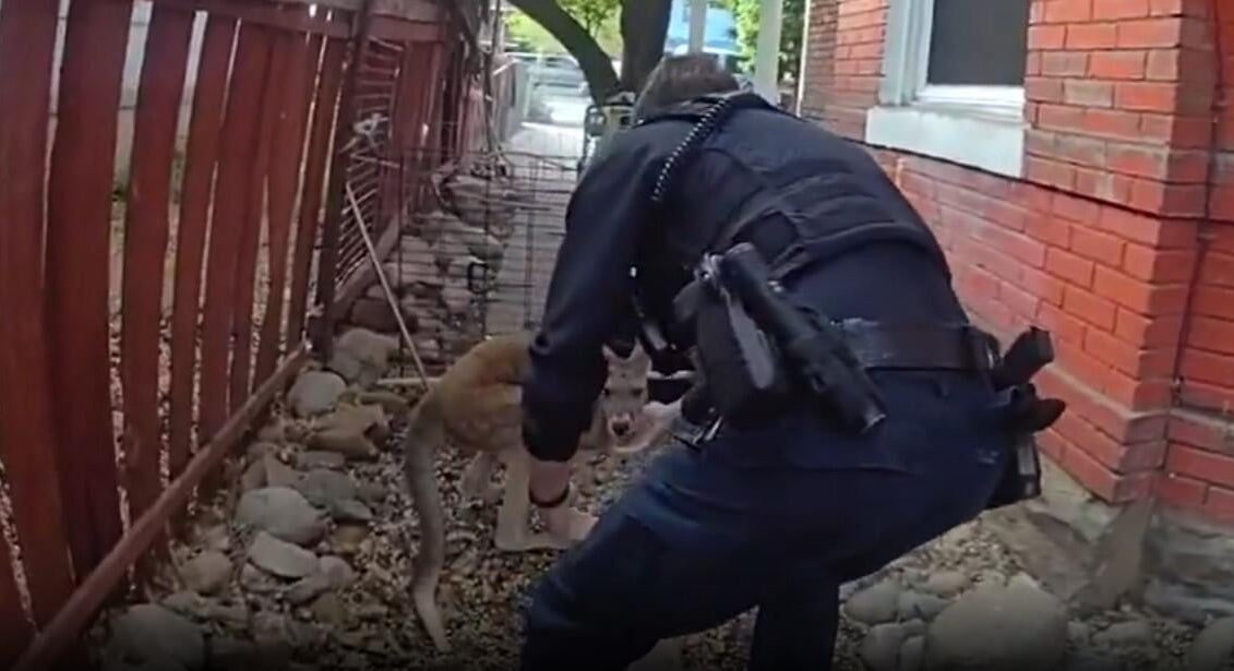 Police in southwestern Colorado capture kangaroo on the loose- for the ...