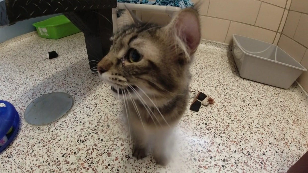 60 cats rescued from from northern Minnesota wildfires - CBS Minnesota