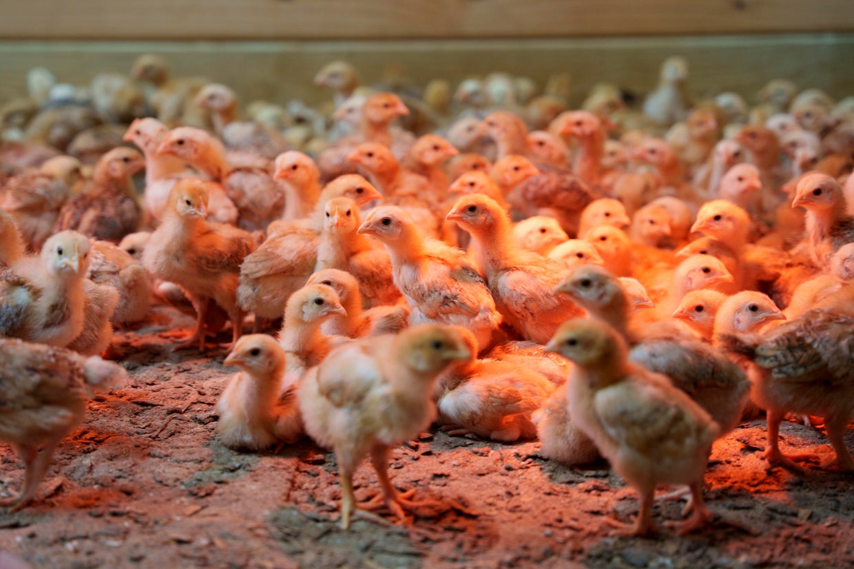 Thousands of chicks found abandoned in USPS truck have been adopted ...