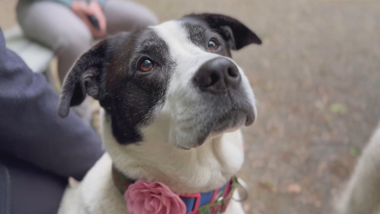 Dogs rescued from poor conditions a year ago now available for adoption ...
