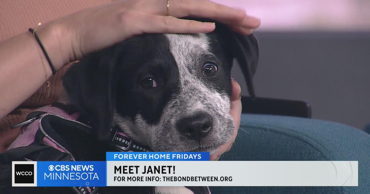 Help Janet find a home! - CBS Minnesota