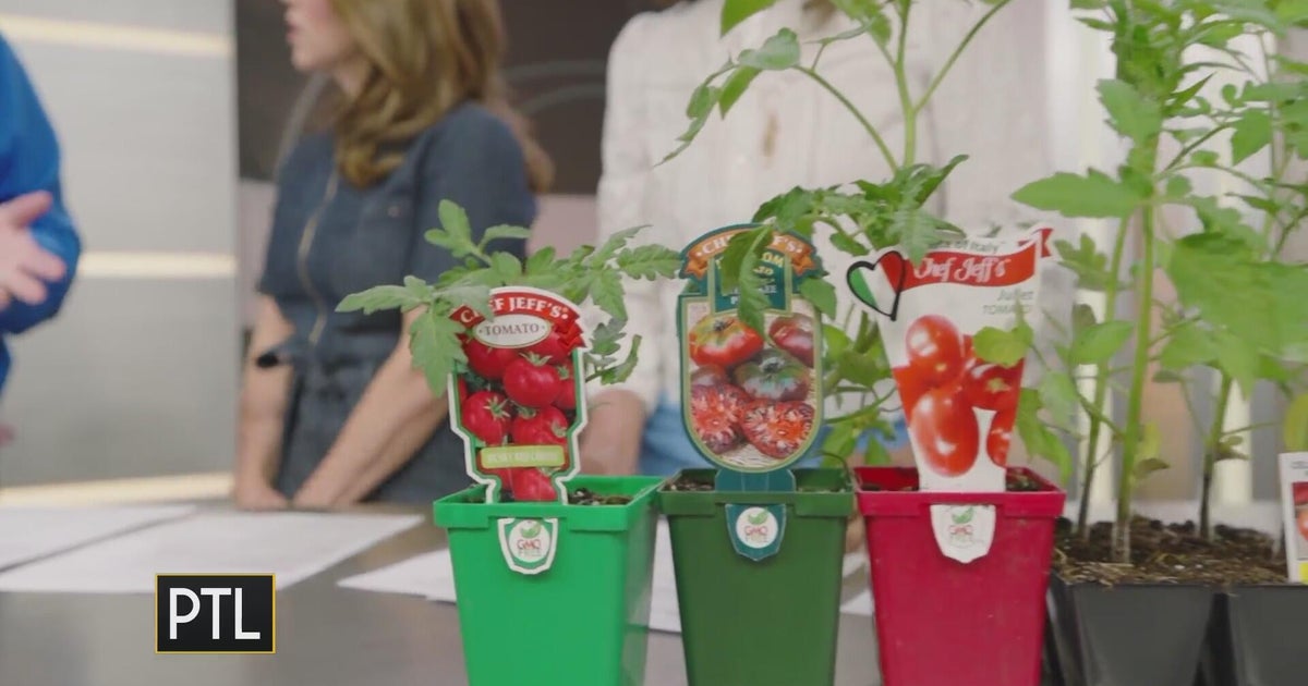 Garden guru Doug Oster shares tips for growing tomatoes - CBS Pittsburgh