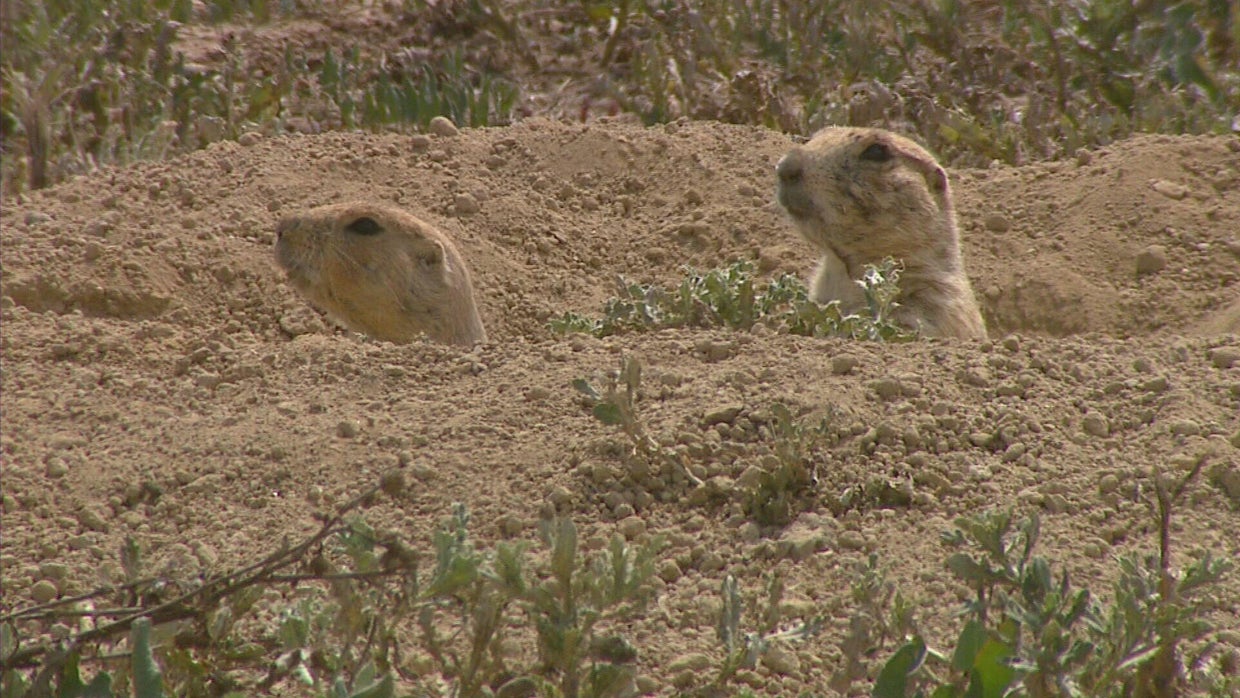 Colorado volunteers work to conserve prairie dog colony - CBS Colorado