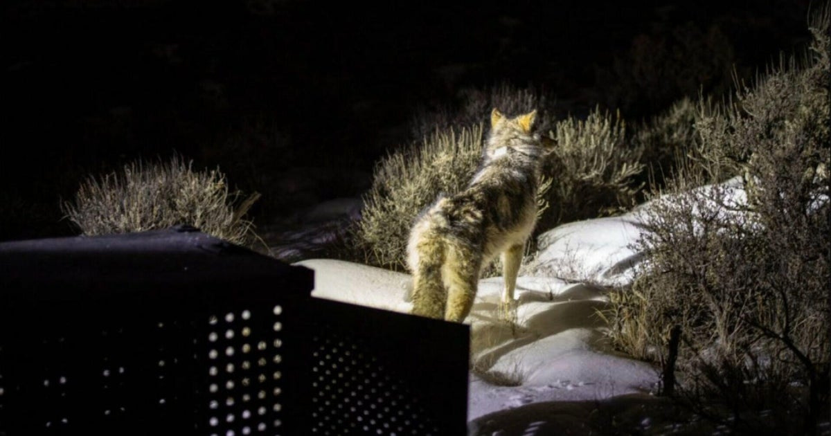 Colorado wolves reportedly kill two calves, injure other cows - CBS ...