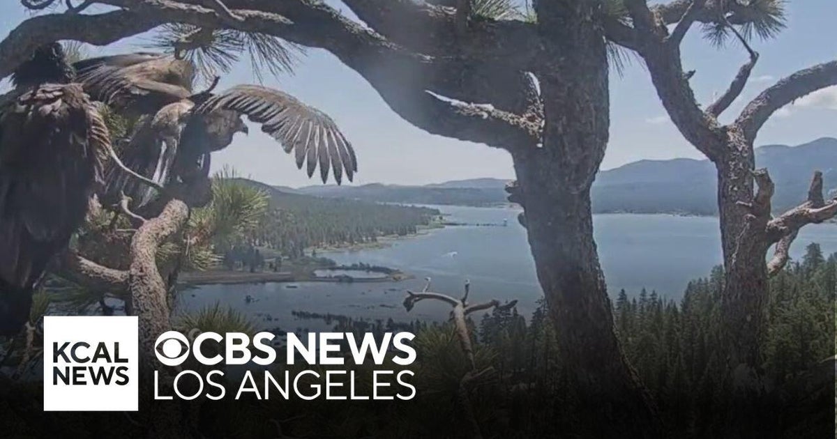 Big Bear eagle Sunny takes her first flight | The Desk - CBS Los Angeles