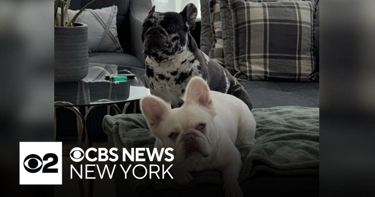 Video shows alleged thieves taking French Bulldogs from Queens ...