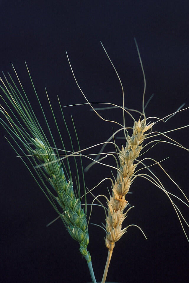 Fungus in "agroterrorism" arrest already widely prevalent in U.S ...
