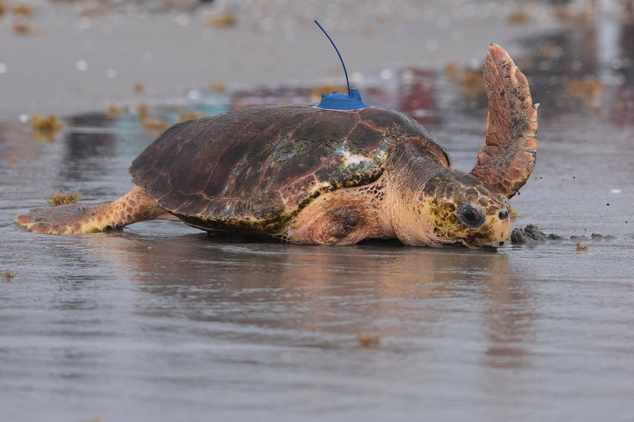 Sea turtle named Dilly Dally crawls back to the ocean after having ...