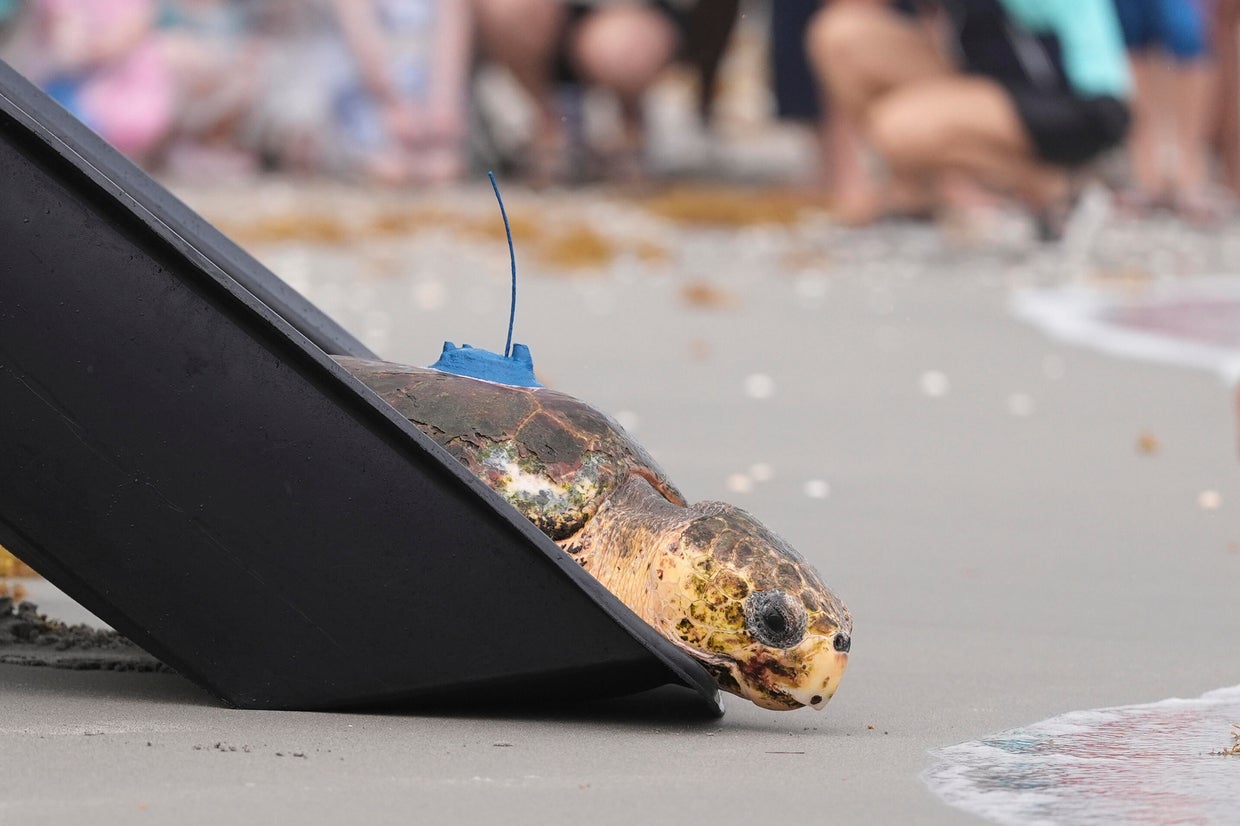 Sea turtle named Dilly Dally crawls back to the ocean after having ...