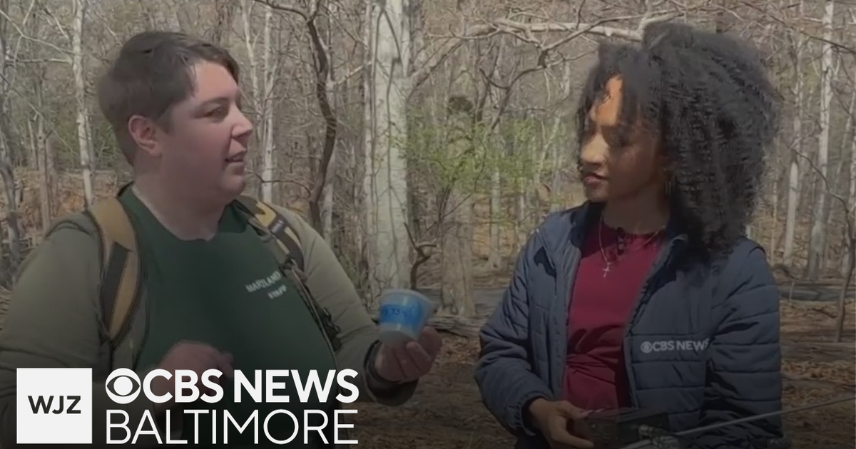 Maryland Zoo on tracking turtles - CBS Baltimore