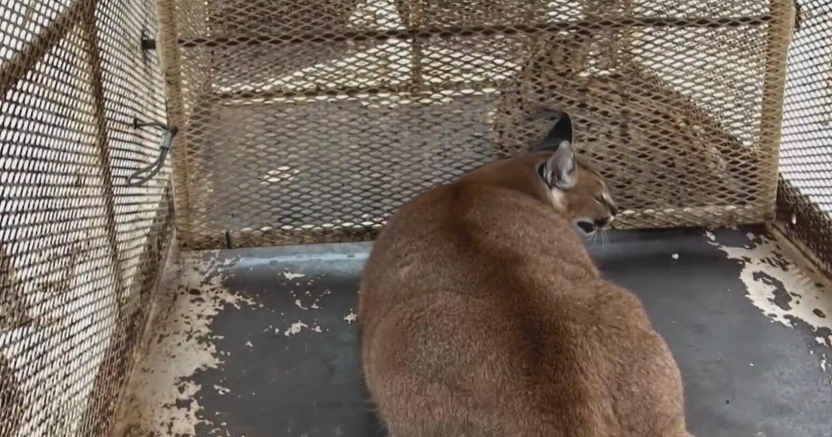 African wildcats found in Pennsylvania home during drug bust - CBS ...