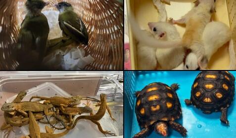 Smuggler traveling from Thailand stopped with lizards, tarantulas ...