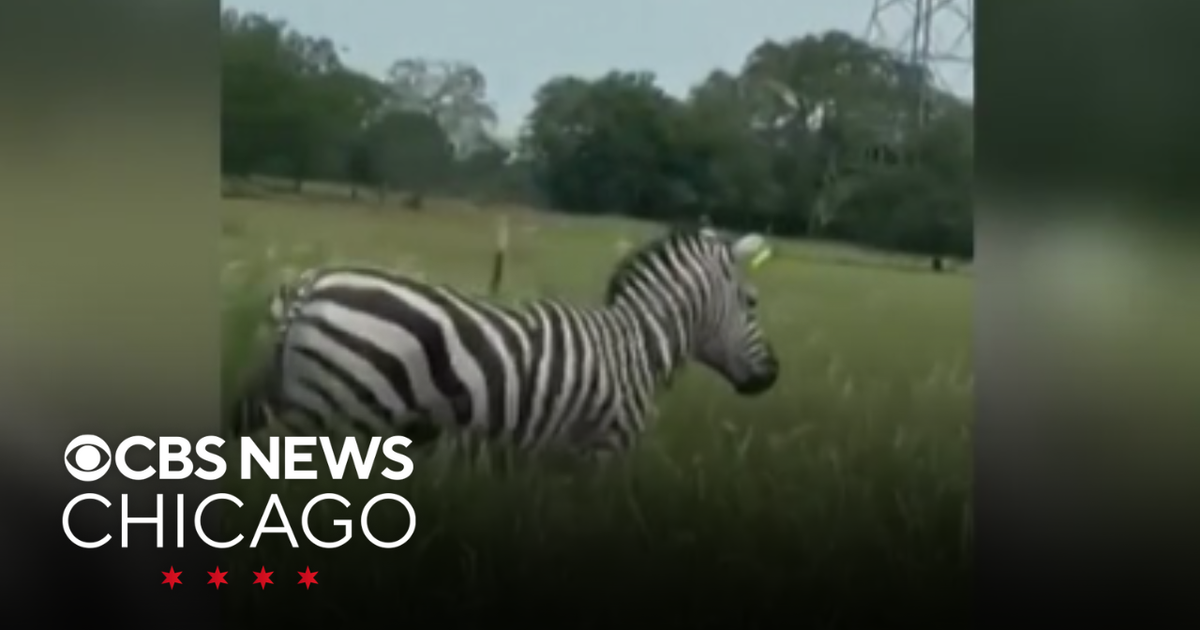A look at how Ed the zebra was brought home in Tennessee - CBS Chicago