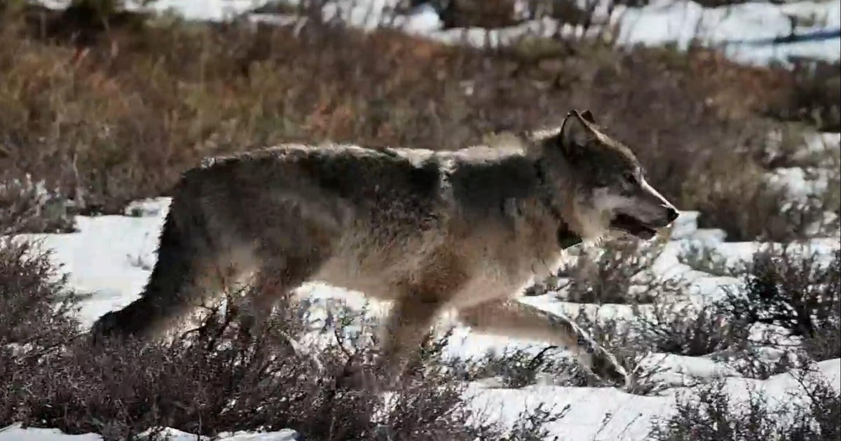California ranchers say protected wolves are killing their livestock ...