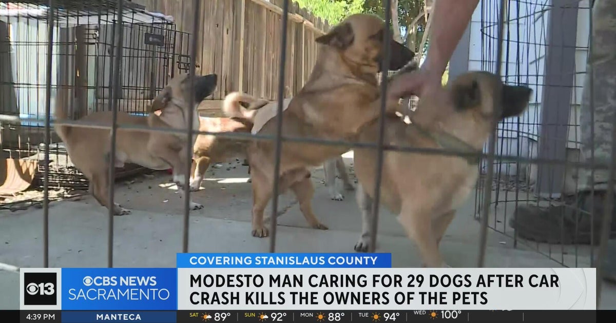 Modesto man cares for 29 dogs after owners die in car crash - CBS ...