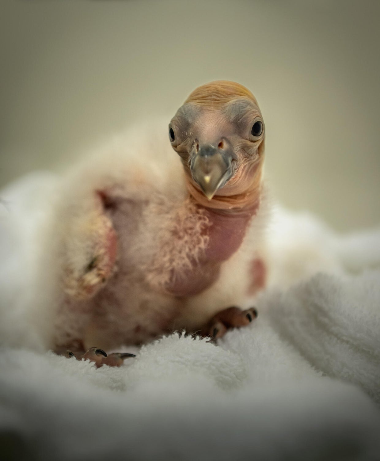 LA Zoo welcomes 10 condor chicks, increasing California condor wild ...