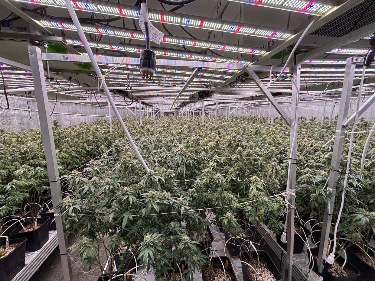 500 federal agents and soldiers raid marijuana farms in rural Southern ...