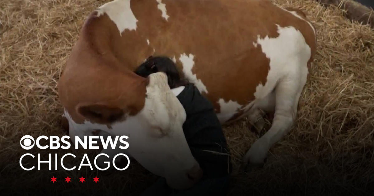 English dairy farm invites visitors to cuddle with cows - CBS Chicago