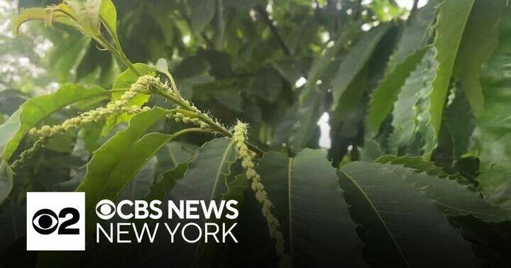 New effort to replant functionally extinct trees that once populated ...