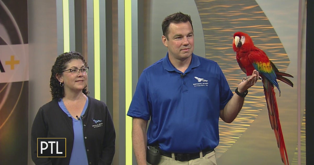 Getting a sneak peek at the "Night in the Tropics" display at the National Aviary - CBS Pittsburgh