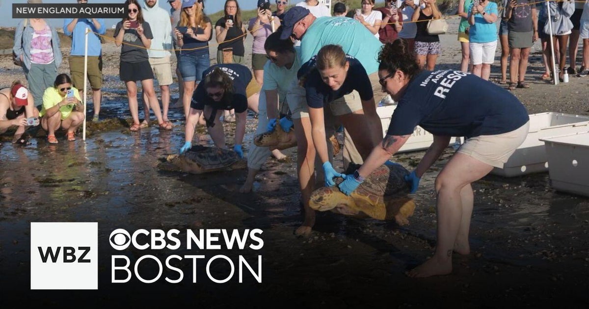 Endangered turtles cared for by New England Aquarium released back into ...
