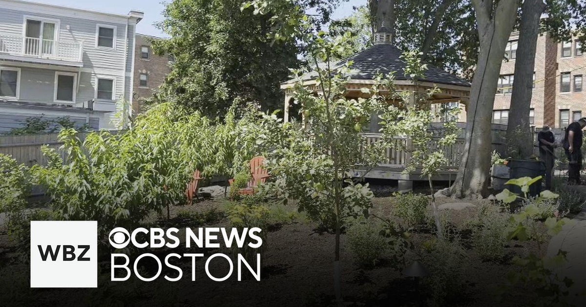 Community food forest to open in Boston’s Grove Hall neighborhood - CBS ...