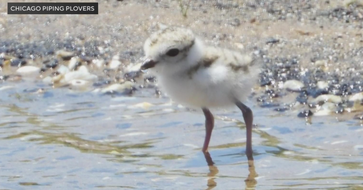 Name Chicago's newest piping plover chicks - CBS Chicago