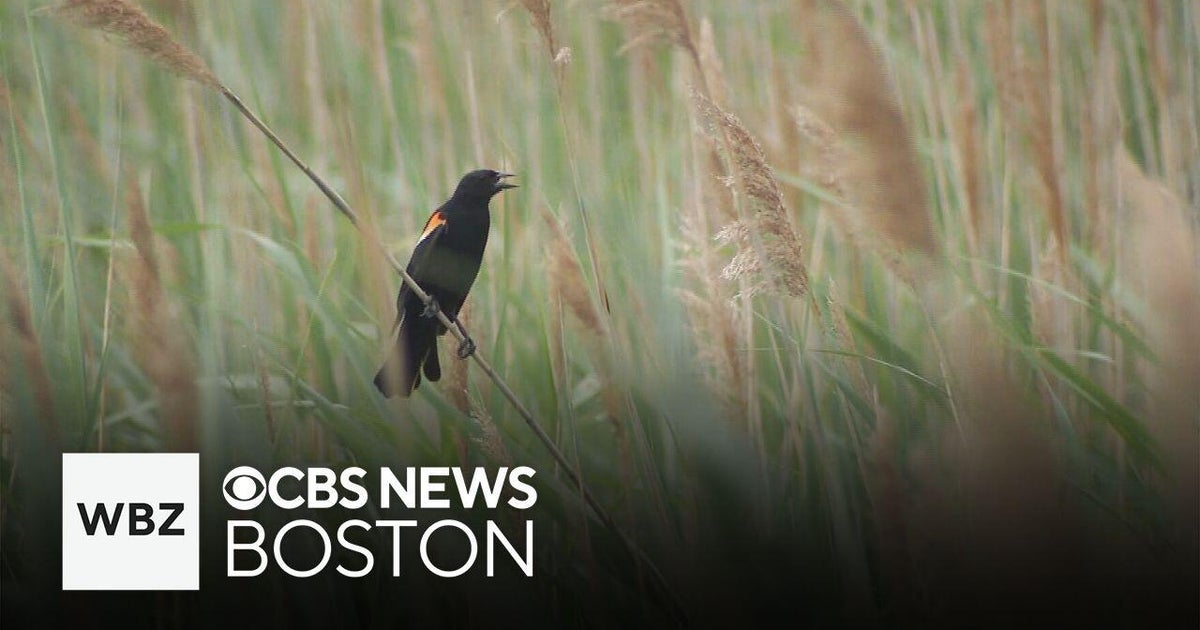 "A cool oasis in a hot city." Take a look at Boston's Belle Isle Marsh ...