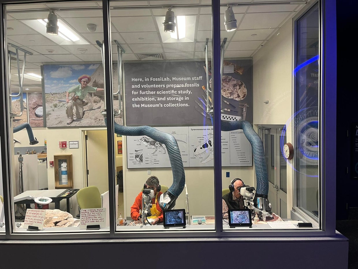 North America's oldest known pterosaur, a flying reptile the size of a ...