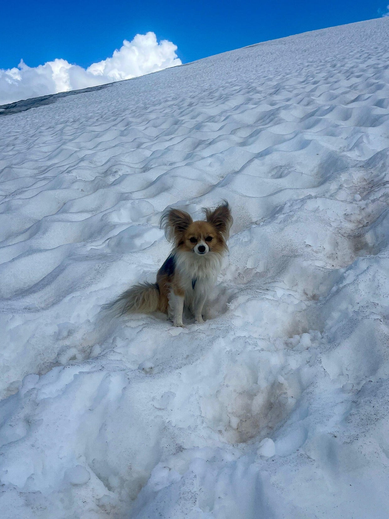 Hiker saved by "four-legged hero" Chihuahua after falling into Swiss ...