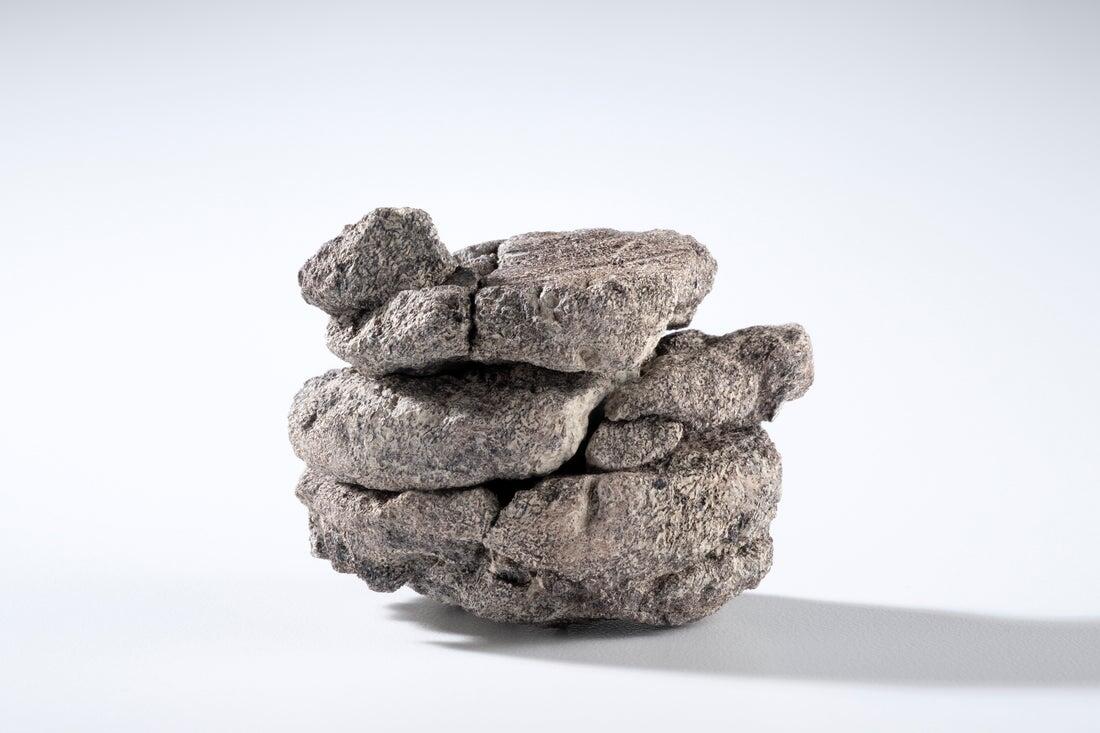 Denver Museum of Nature & Science showing off dinosaur fossil found in ...