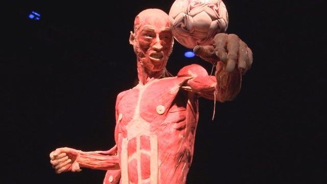 16pkg-ss-f-i-bodyworlds-transfer-frame-1206.jpg 