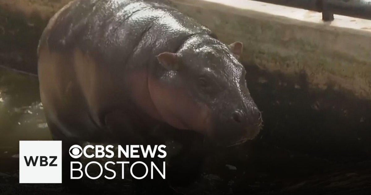 Baby hippo Moo Deng celebrates first birthday - CBS Boston