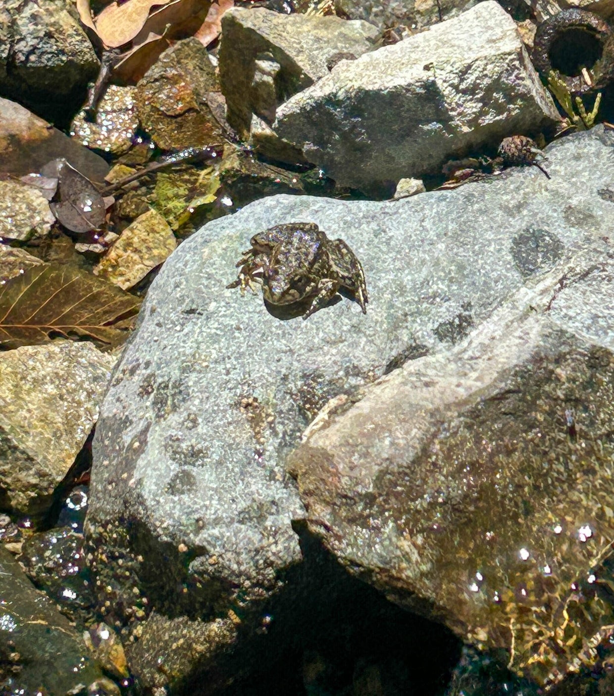 Los Angeles Zoo releases nearly 700 endangered frogs and tadpoles in ...