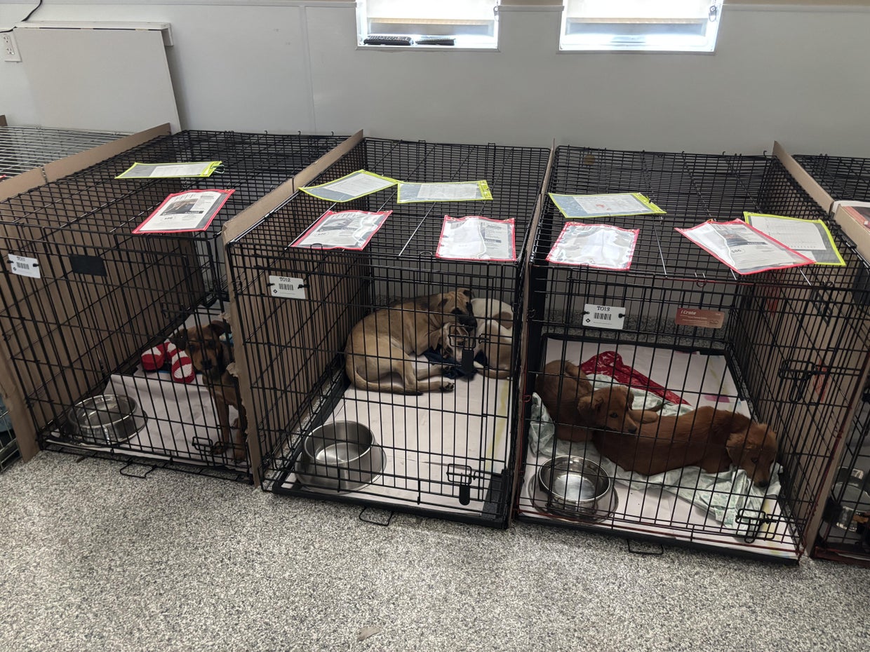 50 dogs and cats from Texas shelters arrive to Massachusetts MSPCA to ...