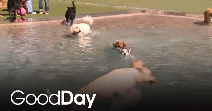 Sac SPCA Hosts Adoptable Dogs from Local Shelters Every 2nd Monday of ...
