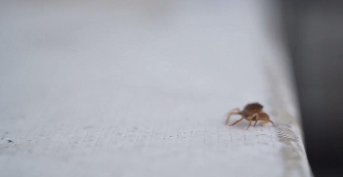 Could Maryland's declining crab population impact the price of your ...