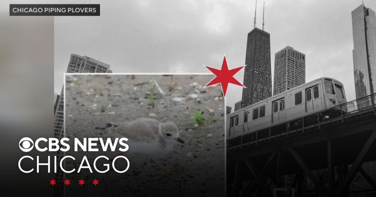 Chicago piping plover chicks now have names - CBS Chicago