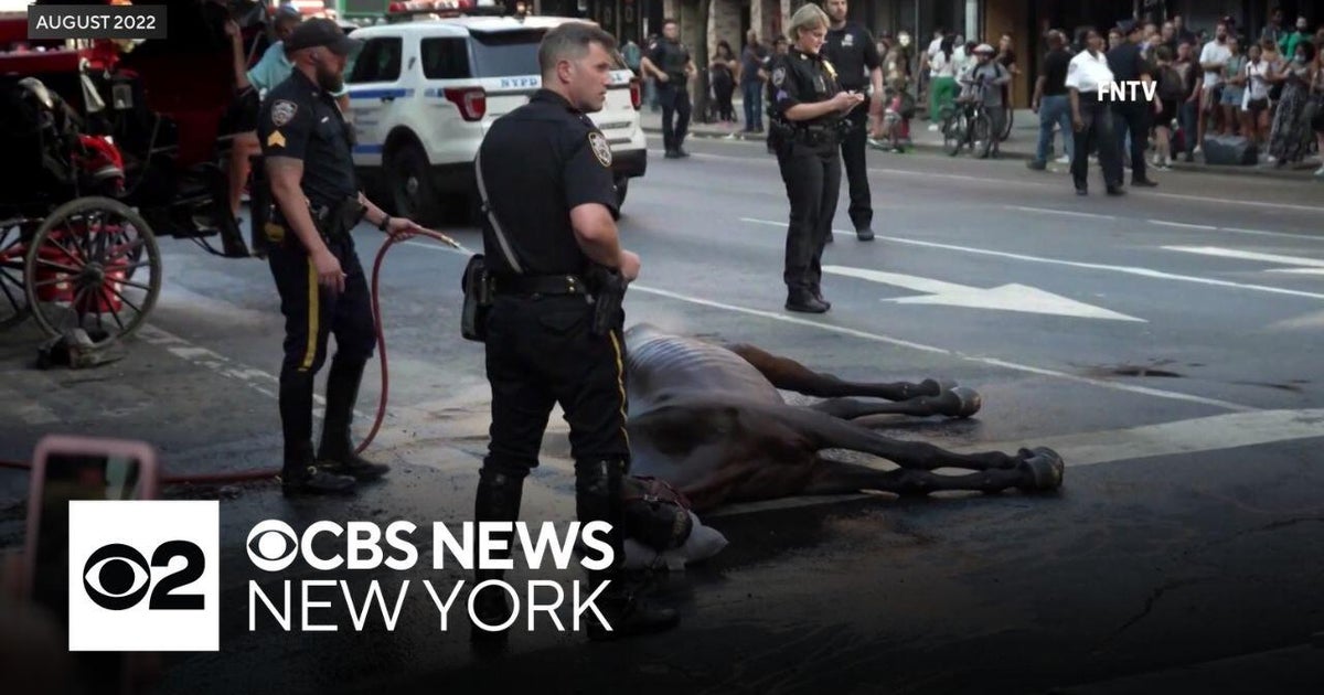 Prosecution rests in NYC carriage horse animal cruelty trial - CBS New York