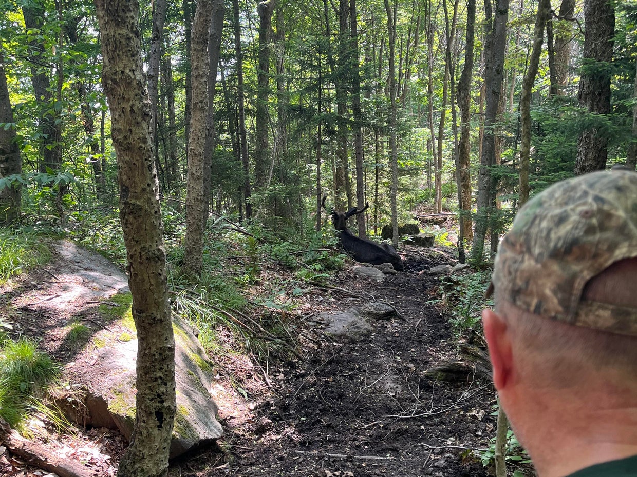 New York hiking trail closed for over a month due to moose exhibiting ...