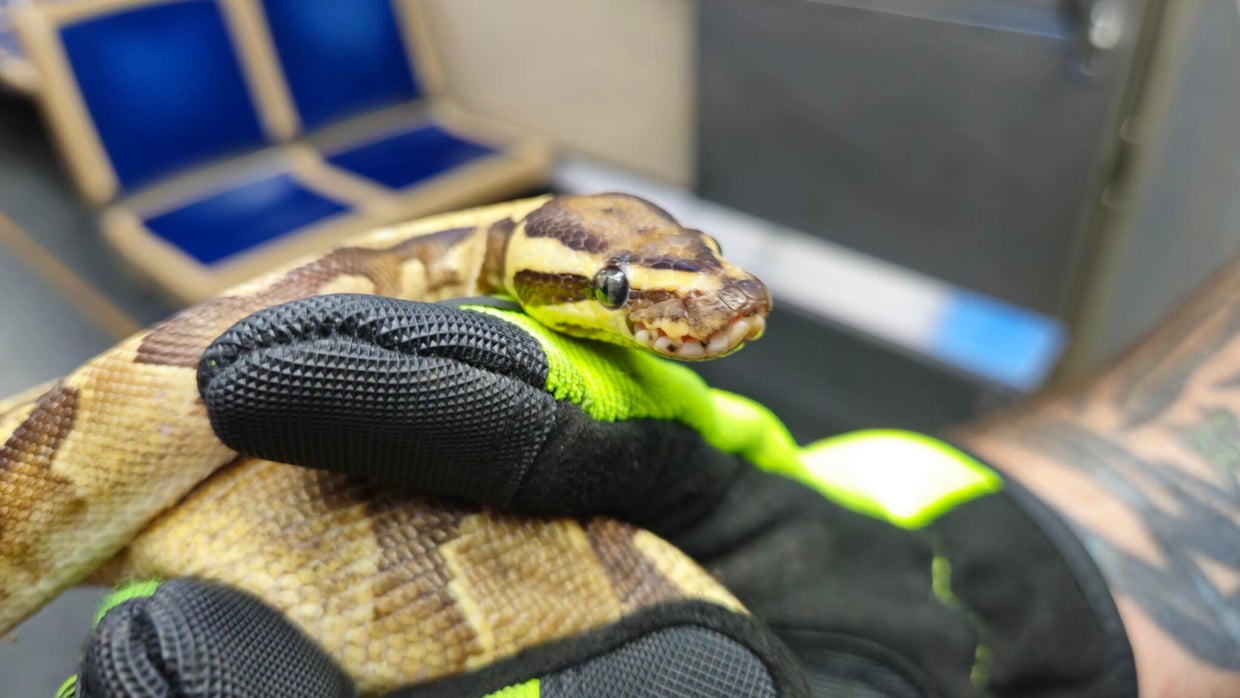 Oak Park, Illinois firefighters come to rescue snake gets stuck on CTA train - CBS Chicago