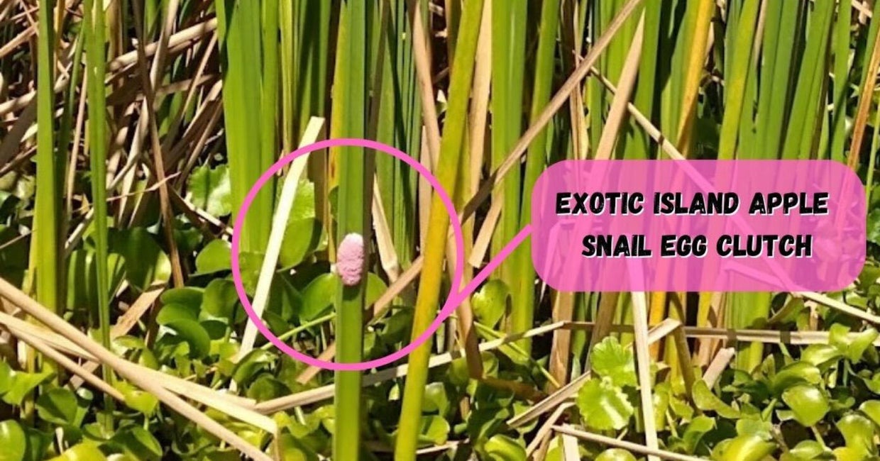 If you spot these pink blobs, crush them. Florida officials say they're ...
