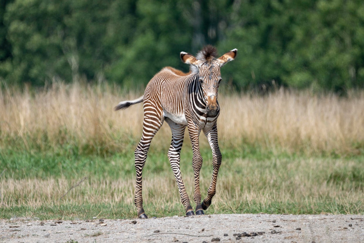 The Wilds in Ohio celebrating births of zebra and rhino - CBS Pittsburgh