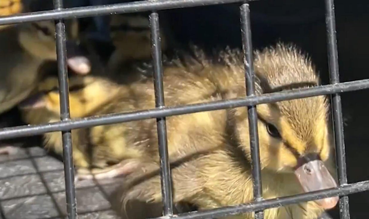 Colorado duck family finds new home after rescue from apartment ...