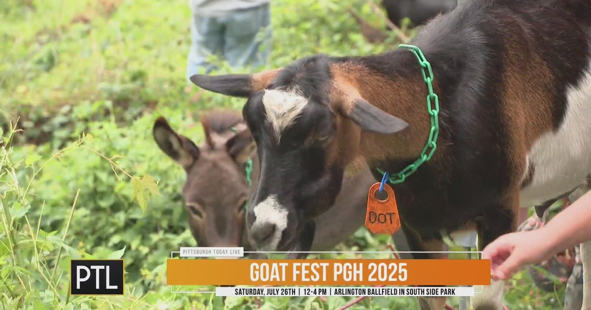 South Side gets some goat-scaping this weekend - CBS Pittsburgh