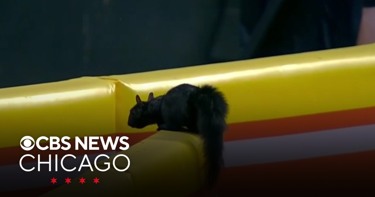 Squirrel steals show during Tigers, Blue Jays game in Detroit - CBS Chicago