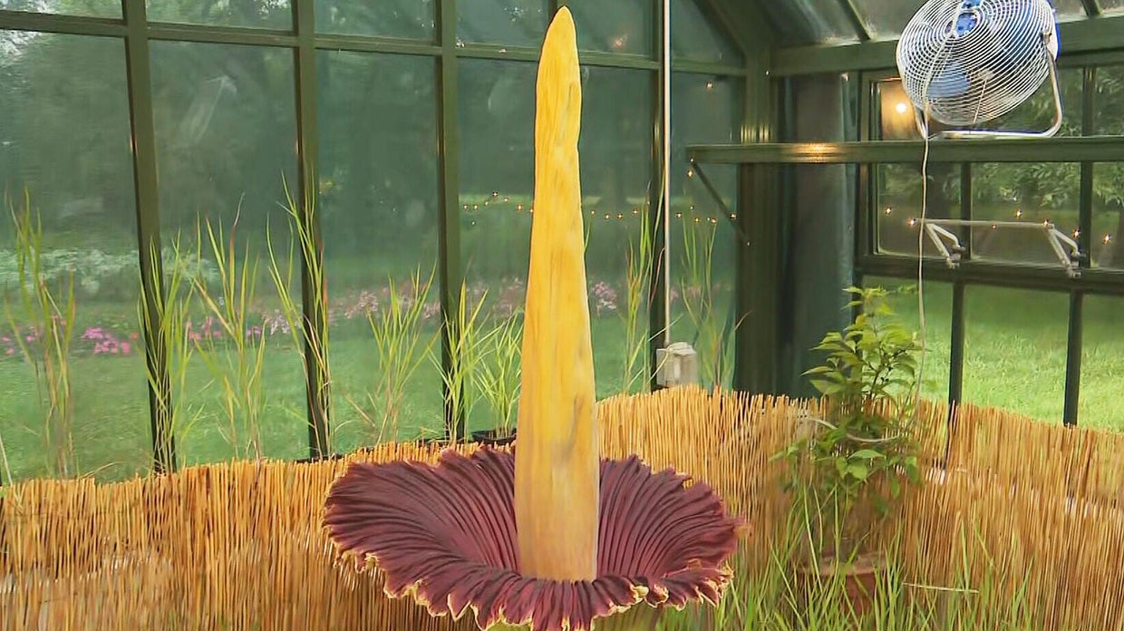 Corpse flower reaches peak bloom as crowds line up for a rare whiff in ...