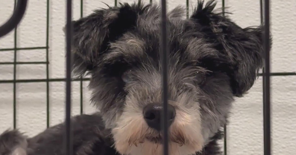 Detroit Dog Rescue issues urgent plea for fosters - CBS Detroit